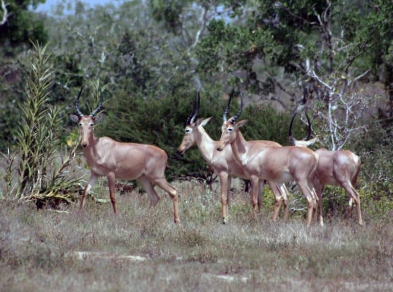 How to save Hirola antelope